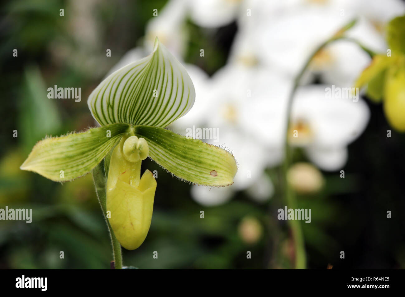 orchid hybrid paphiopedilum maudiae green Stock Photo - Alamy