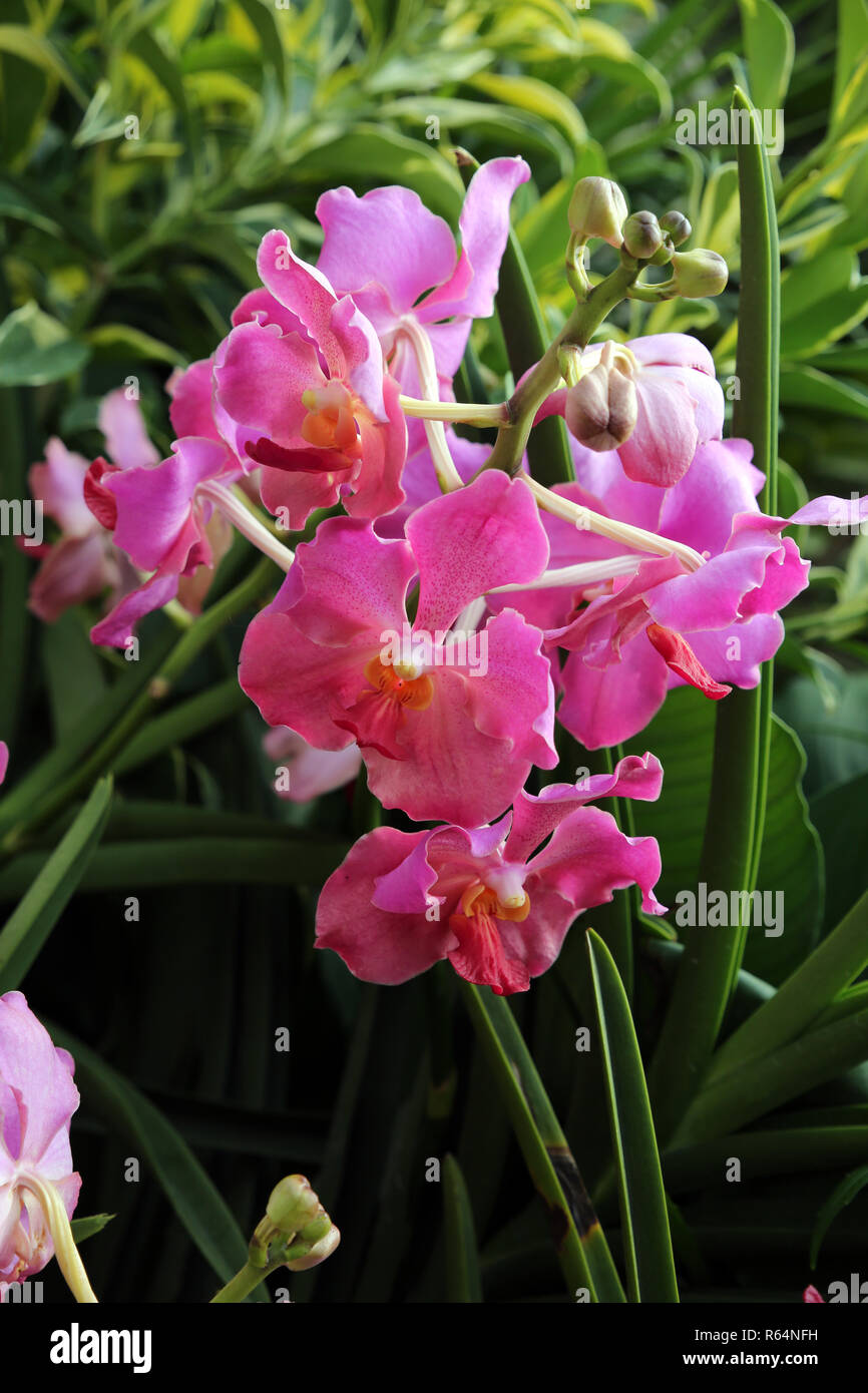orchid hybrid papilionanda chua chu kang Stock Photo - Alamy