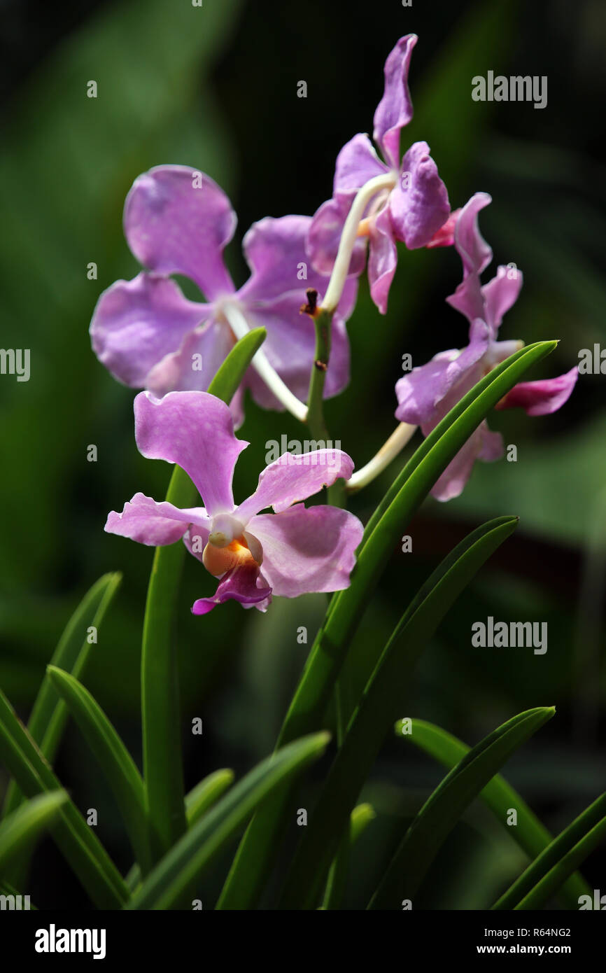 Papilionanda david cameron hi-res stock photography and images - Alamy