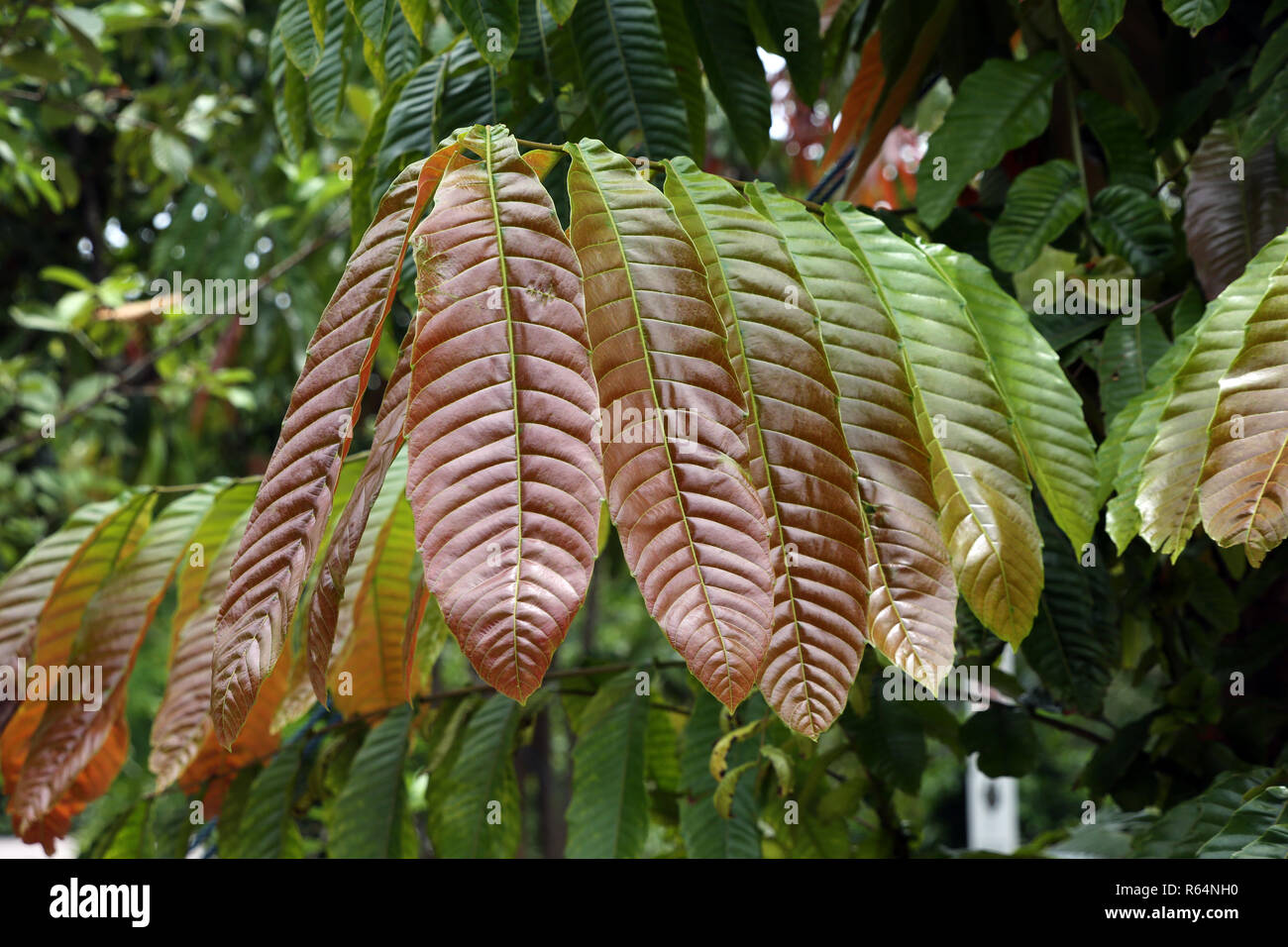 leaves of the tree pometia pinnata Stock Photo - Alamy