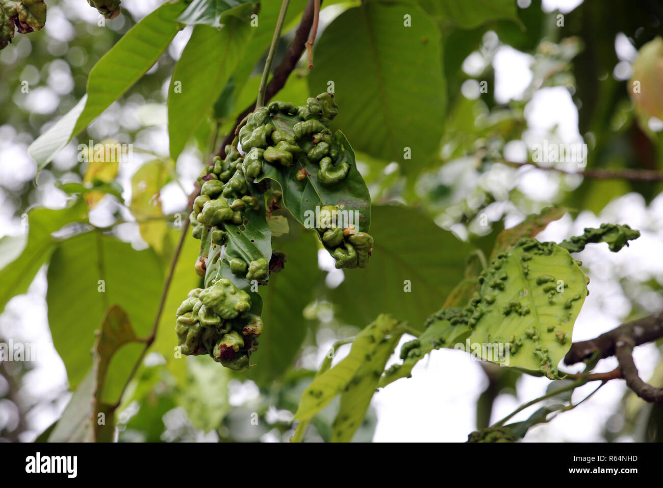 leaf disease on a santol tree (sandoricum koetjape Stock Photo - Alamy