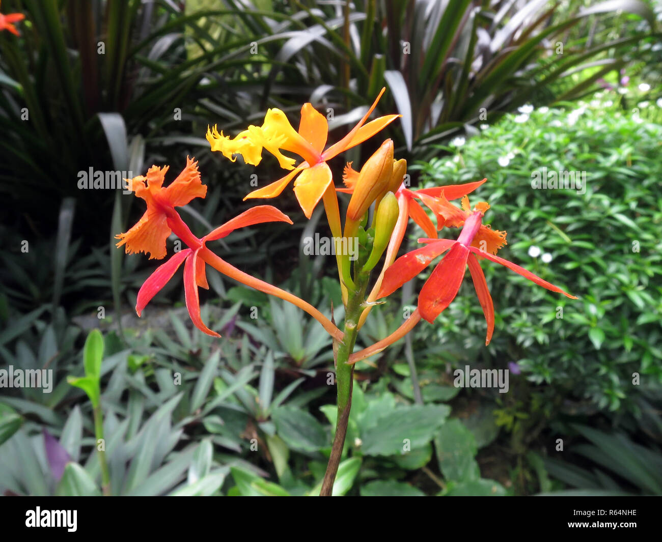 orchid hybrid epidendrum ivan gasparovic Stock Photo - Alamy
