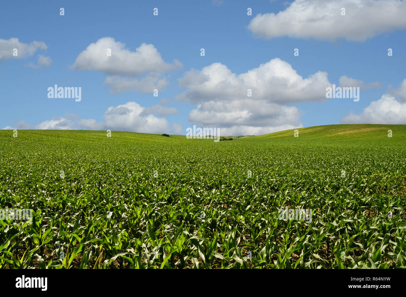 Corn farming europe hi-res stock photography and images - Alamy