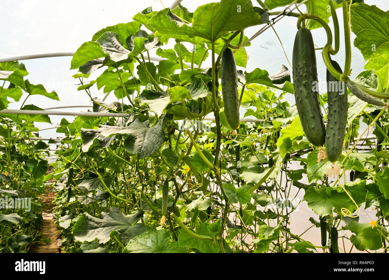 Japanese Greenhouse Cucumbers