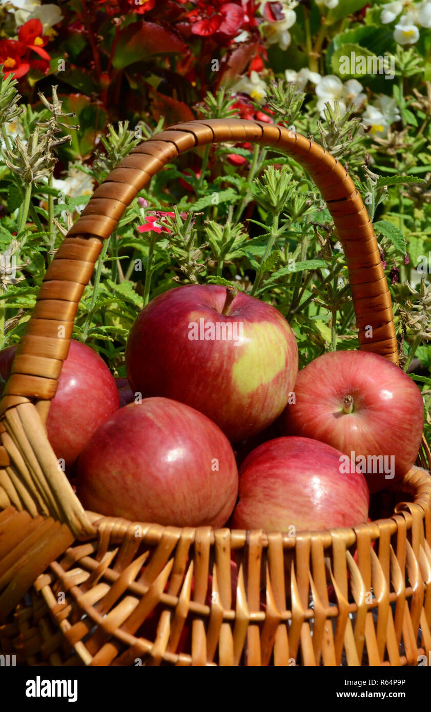 Aples hi-res stock photography and images - Alamy