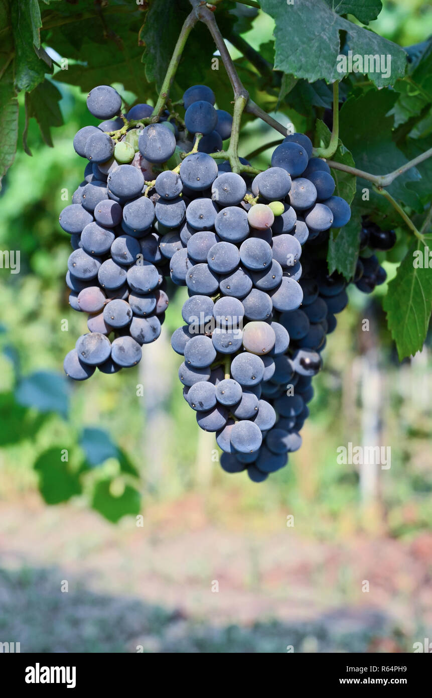 Fruit distillation hi-res stock photography and images - Alamy