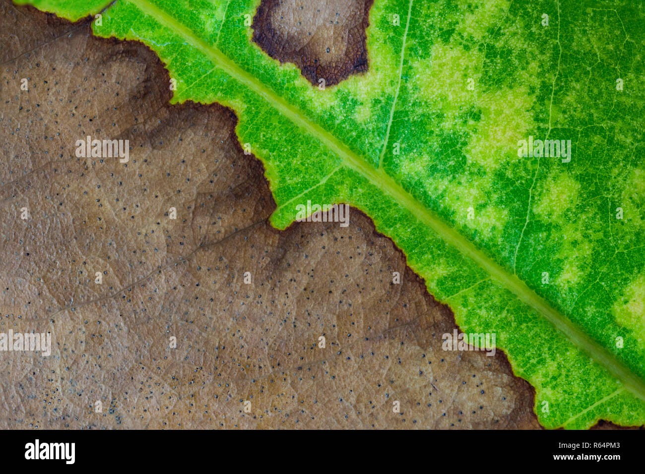 Nature background of leaf texture Stock Photo - Alamy