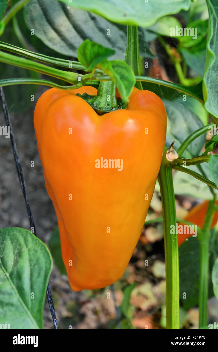 Capsicum family hi-res stock photography and images - Alamy