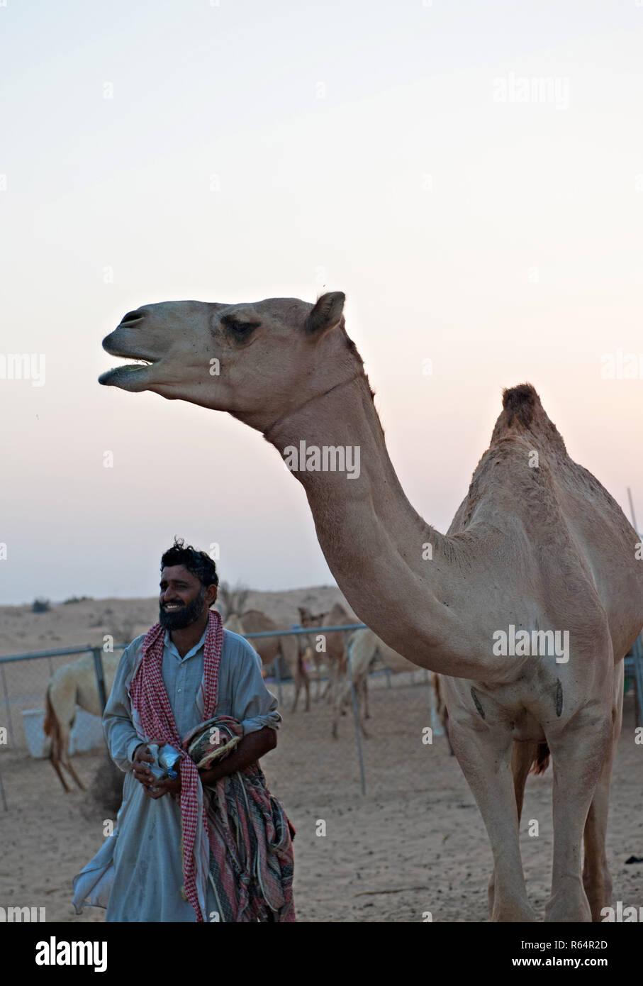 Camel with his owner in Dubai 2009 Stock Photo - Alamy