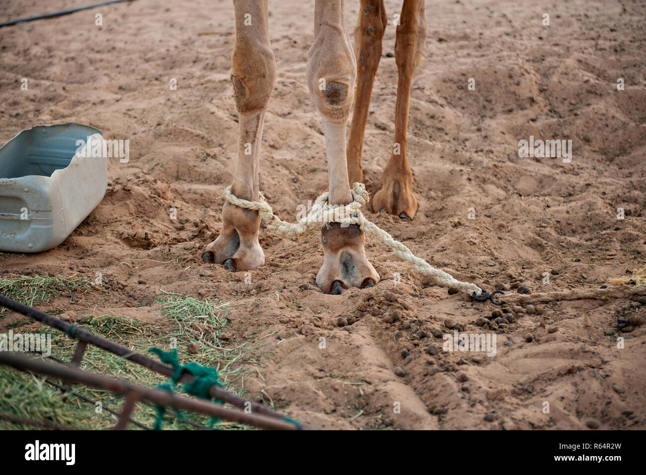 A Camel has its legs tied together with rope, in Dubai 2009 Stock Photo ...
