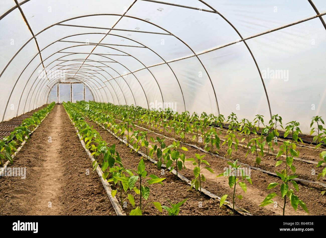 Growing capsicums in greenhouse Stock Photo - Alamy