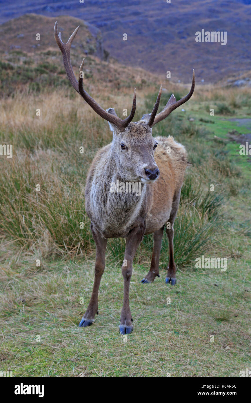 Red Deer Stag in Torridon Scotland Stock Photo - Alamy