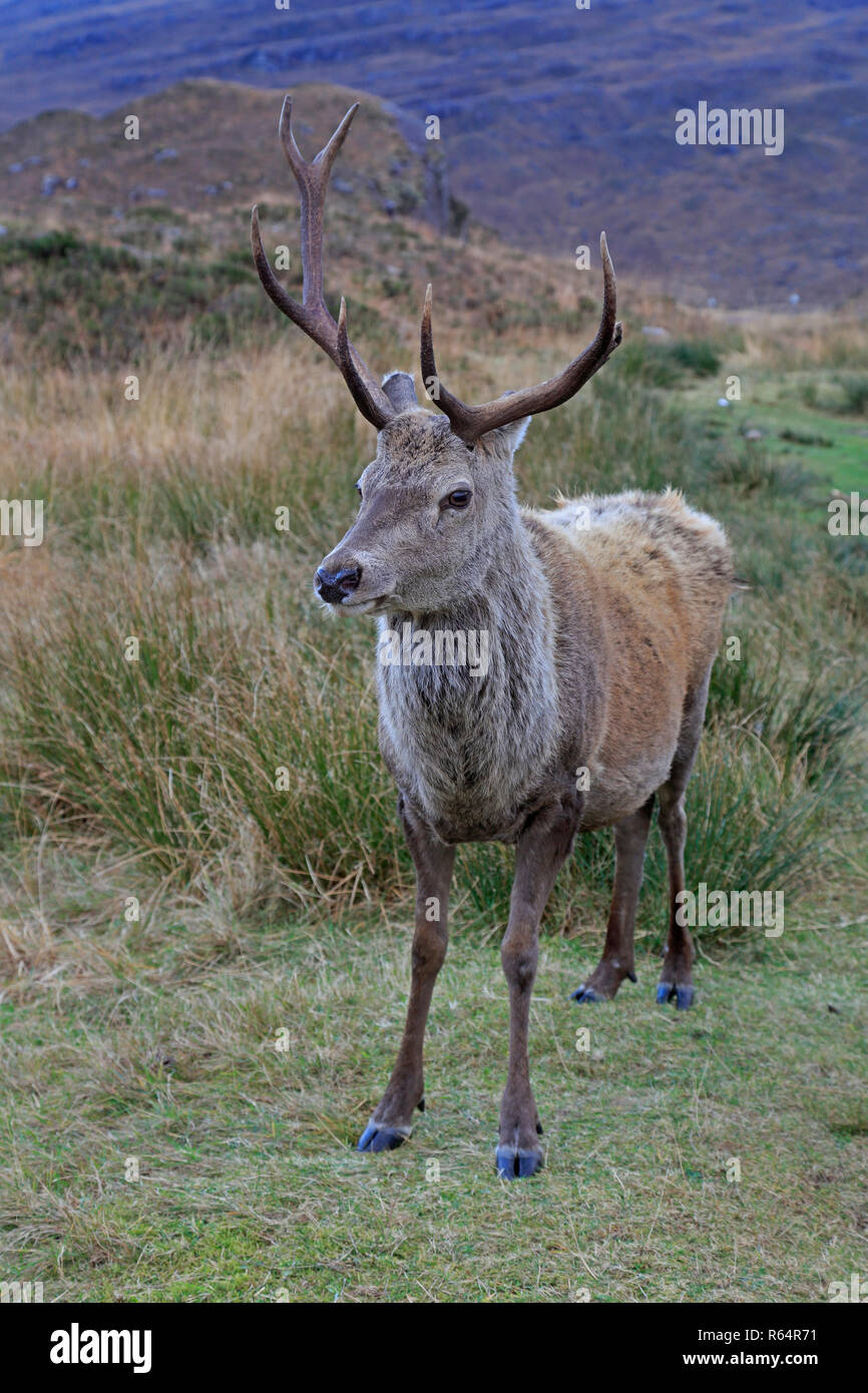 Red Deer Stag in Torridon Scotland Stock Photo - Alamy