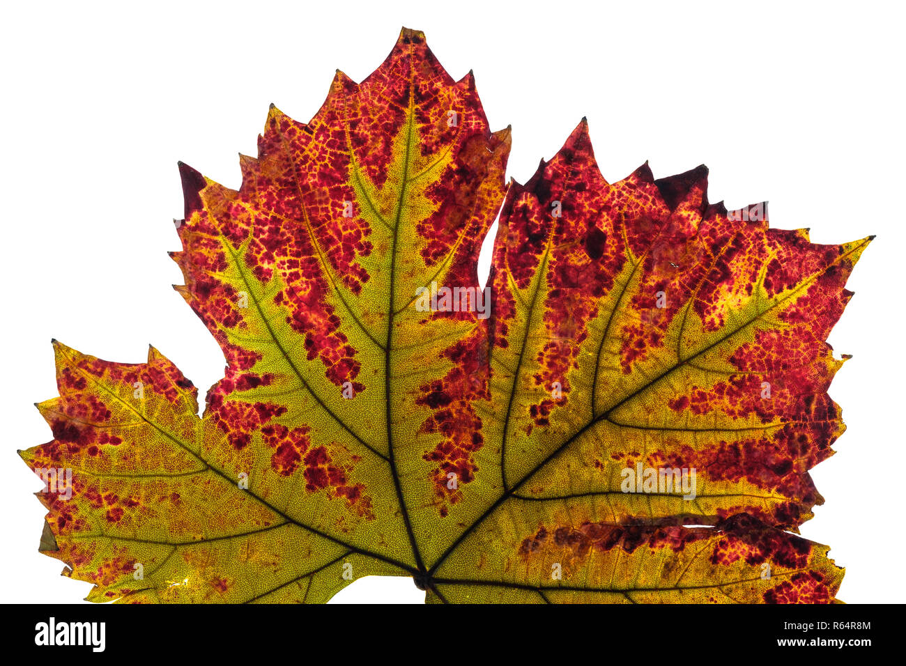 Discoloration hi-res stock photography and images - Alamy
