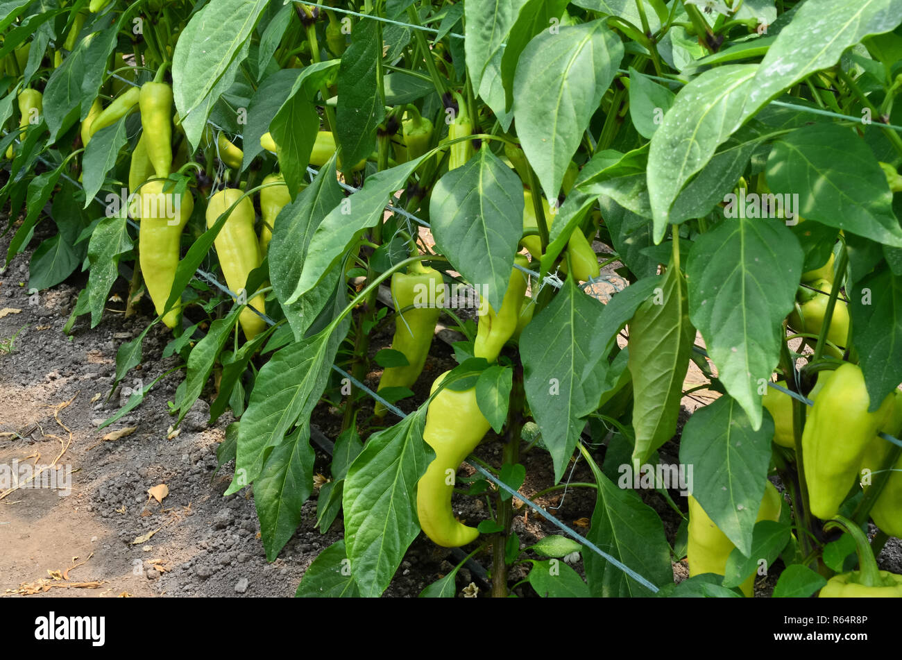 Greenhouse veggies hi-res stock photography and images - Alamy