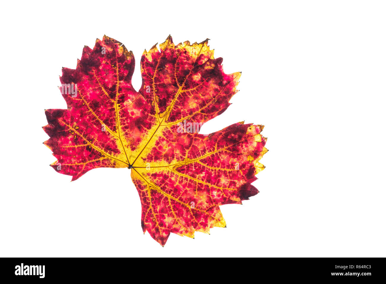 Vine grape leaf in Cut Out Stock Images & Pictures - Alamy
