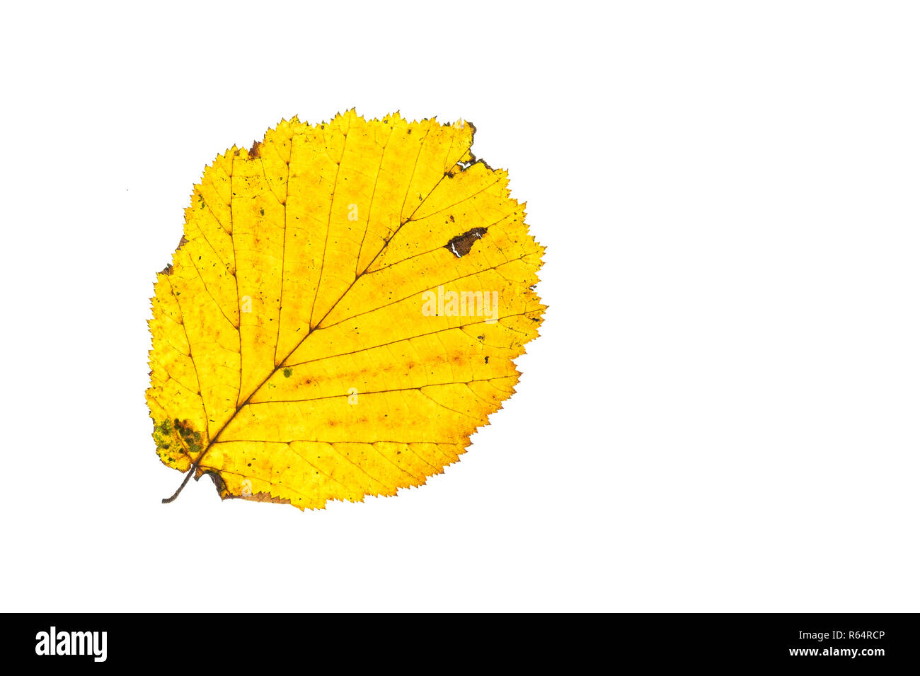 Pale yellow veins hi-res stock photography and images - Alamy