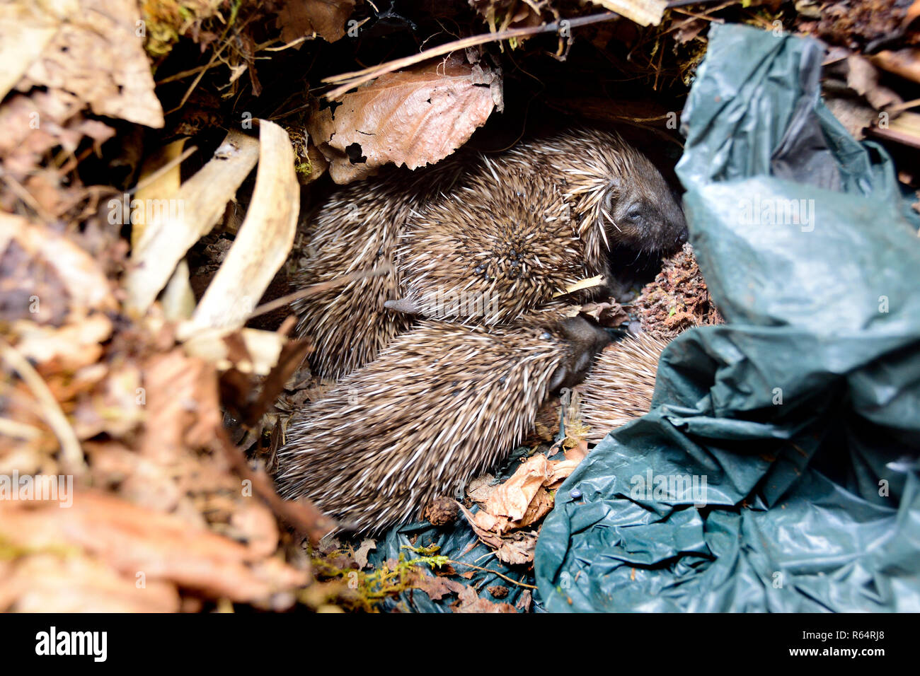 Hedgehog nest hi-res stock photography and images - Alamy