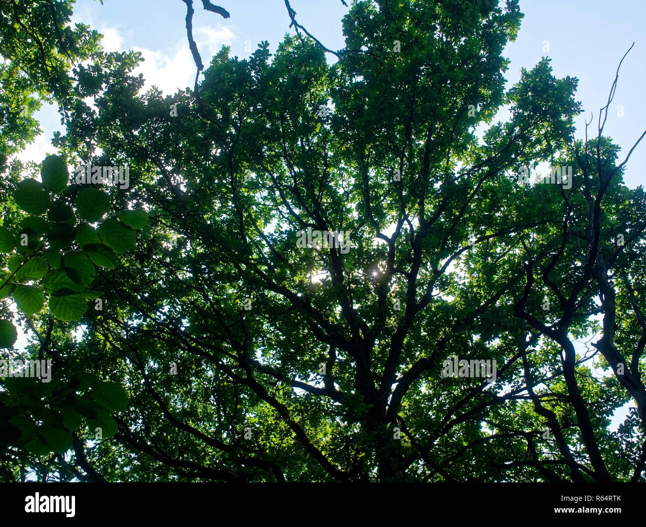 Russian landscape green oak forest hi-res stock photography and images ...