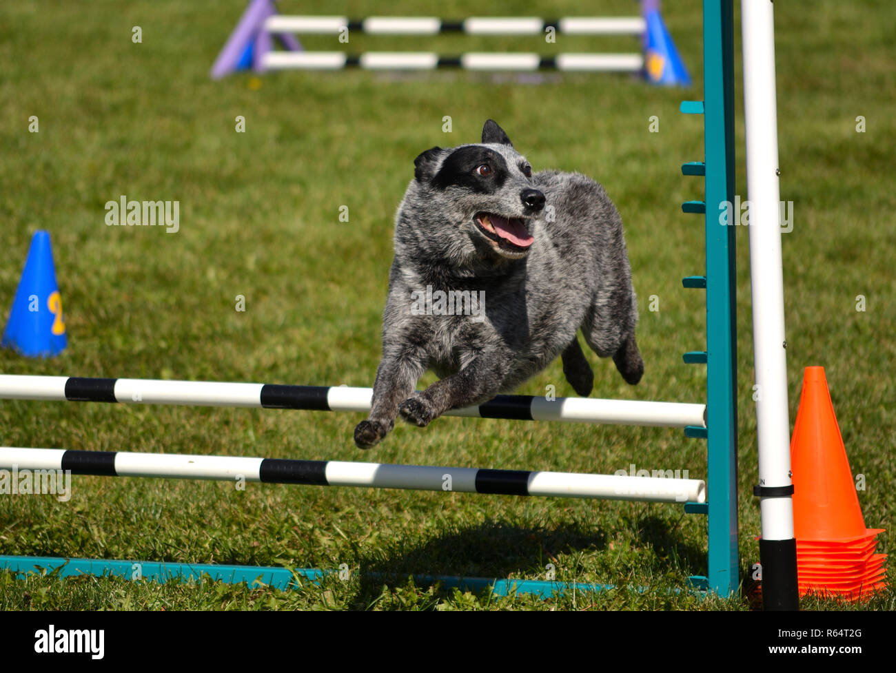 Herder active hi-res stock photography and images - Alamy