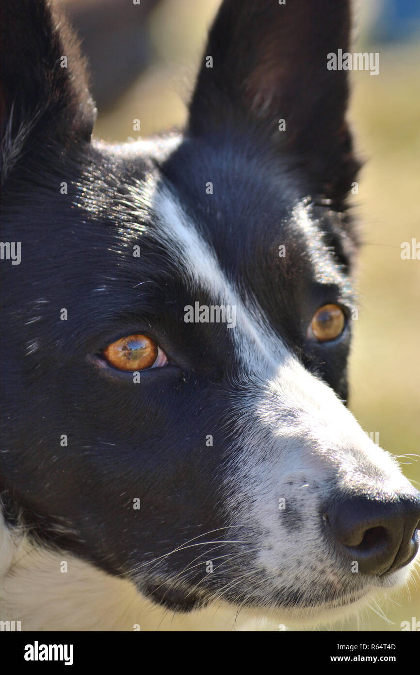 Black and white collie dogs hi-res stock photography and images - Alamy