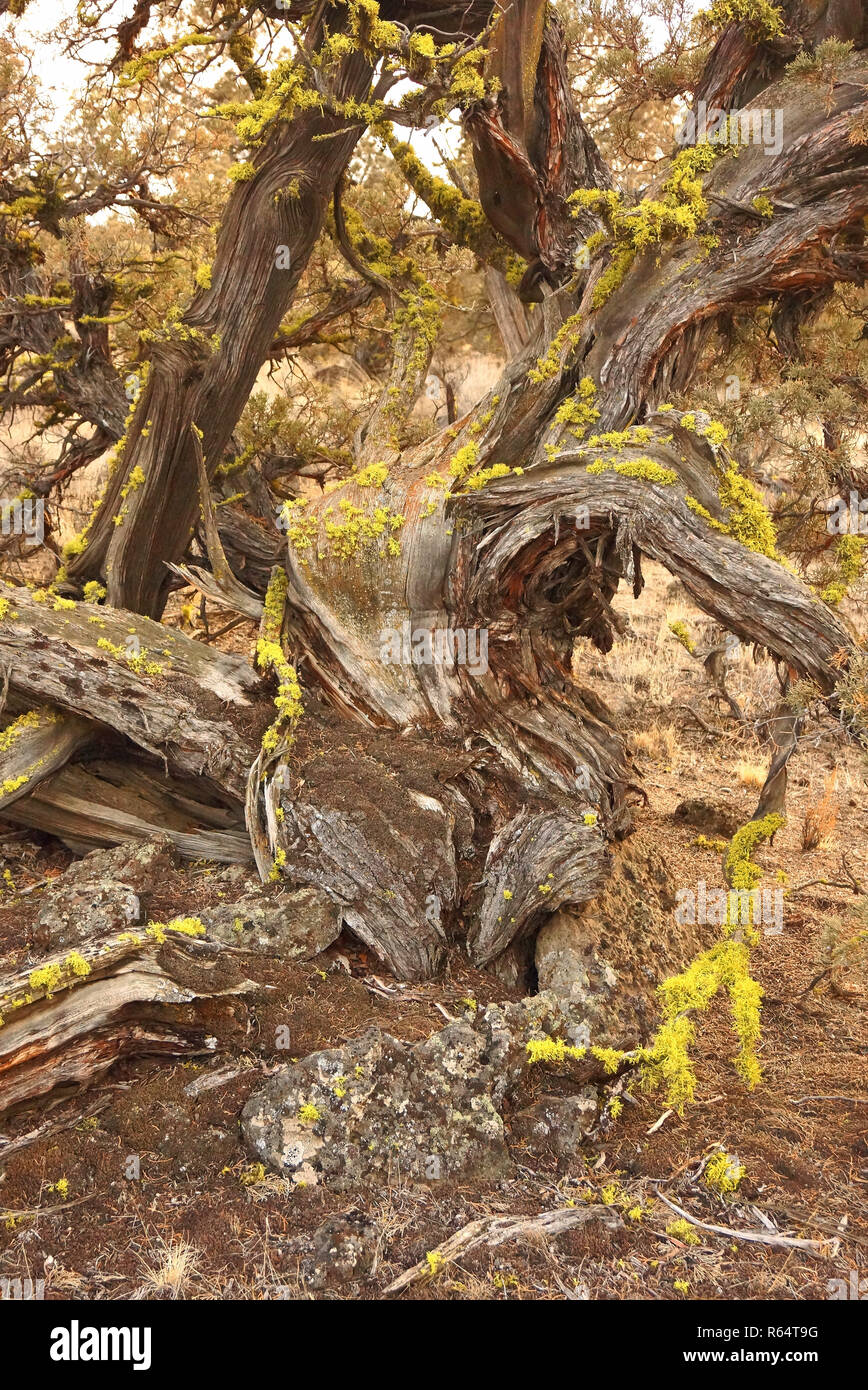 Juniper trees oregon hi-res stock photography and images - Alamy