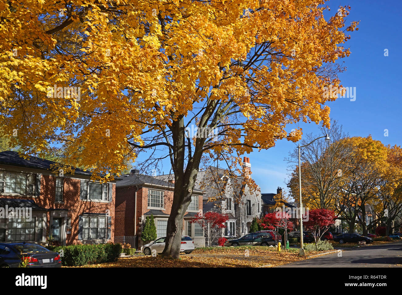 suburban street with fall colors Stock Photo - Alamy