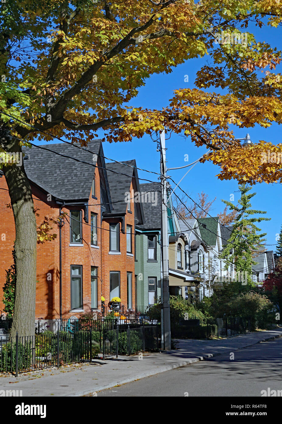 tree lined residential street with fall color on golden maple tree ...