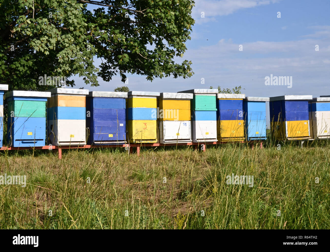 Beekeeping and honey production Stock Photo - Alamy