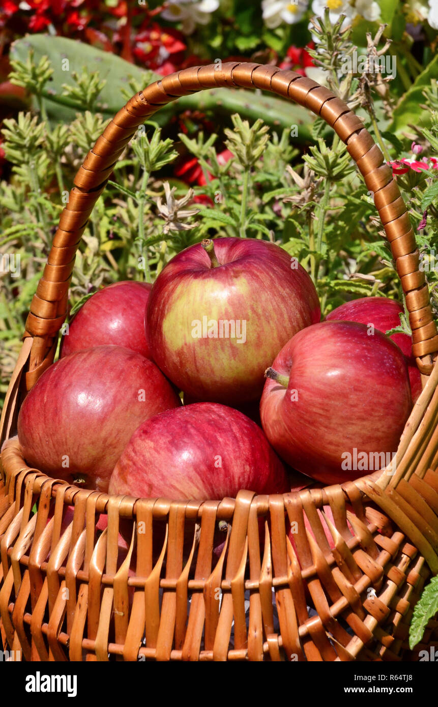 Red aples in basket Stock Photo - Alamy