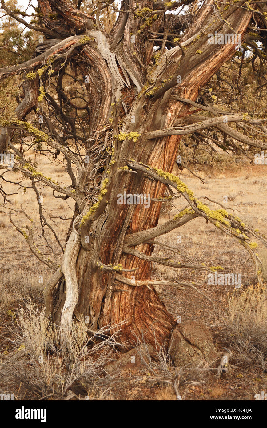 Juniper trees oregon hi-res stock photography and images - Alamy