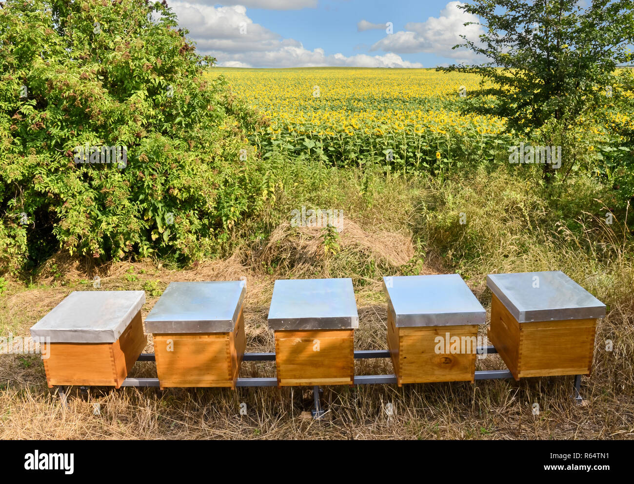 Beekeeping and honey production Stock Photo - Alamy