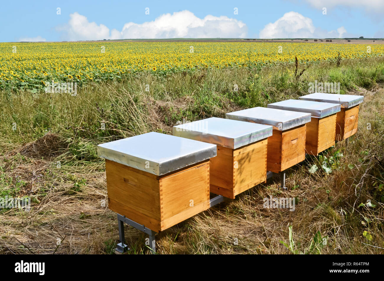 Beekeeping and honey production Stock Photo - Alamy