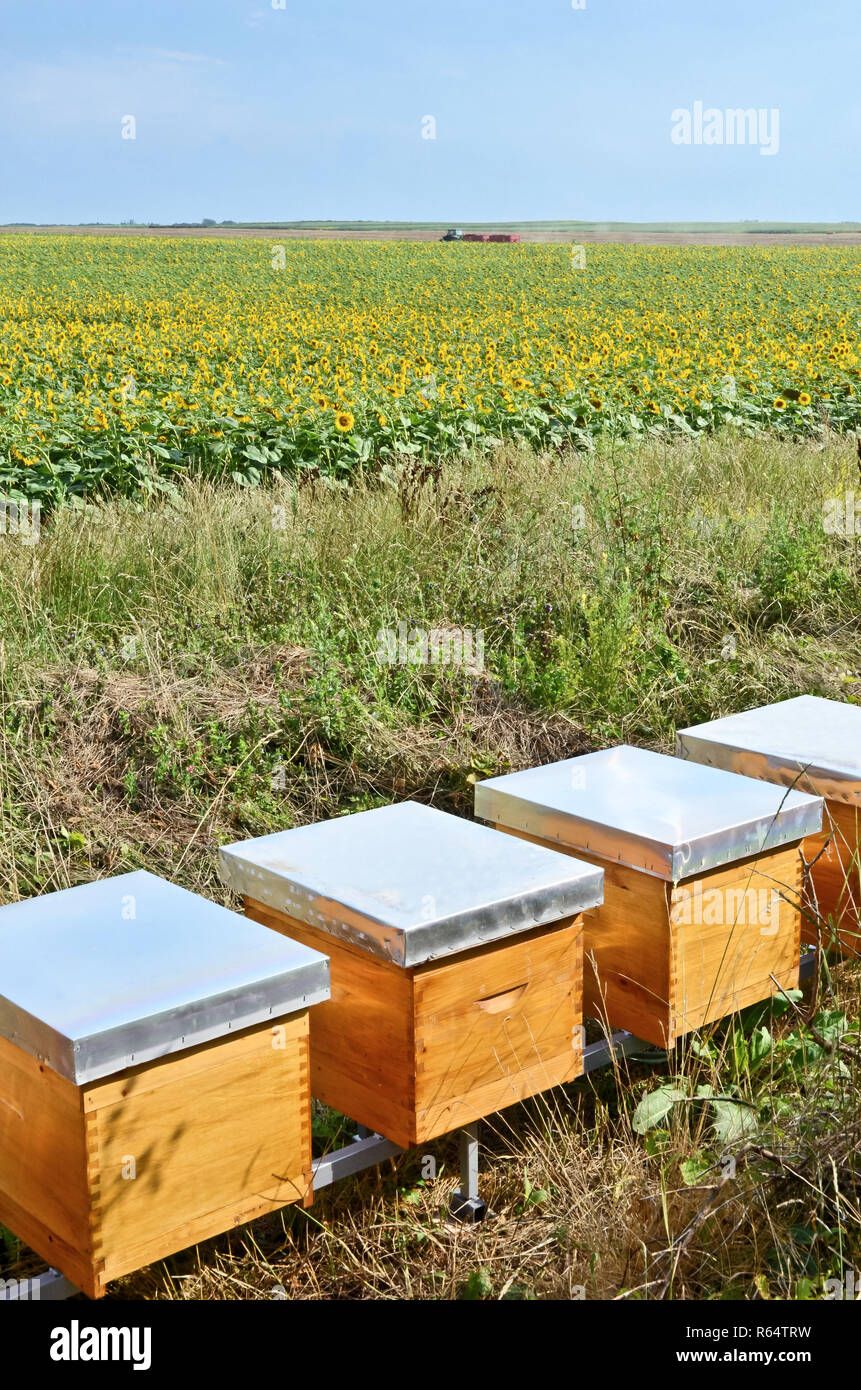 Beekeeping and honey production Stock Photo - Alamy
