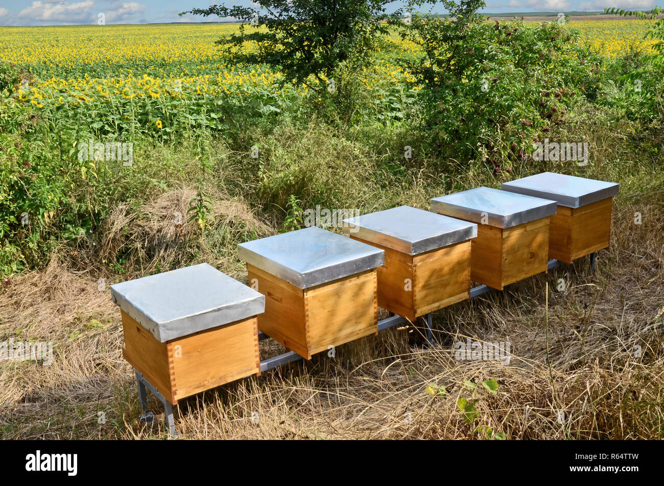 Beekeeping and honey production Stock Photo - Alamy