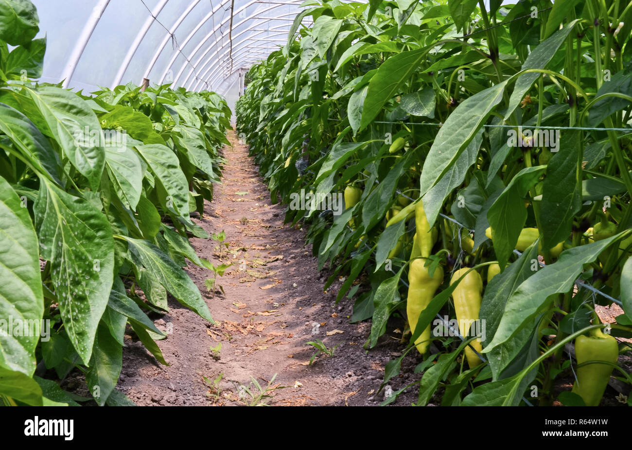 Vege veggies hi-res stock photography and images - Alamy