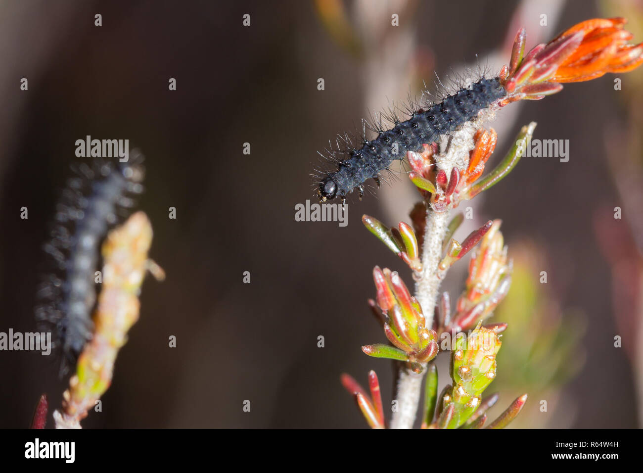 1st instar emperor moth caterpillars (Saturnia pavonia) on heather ...