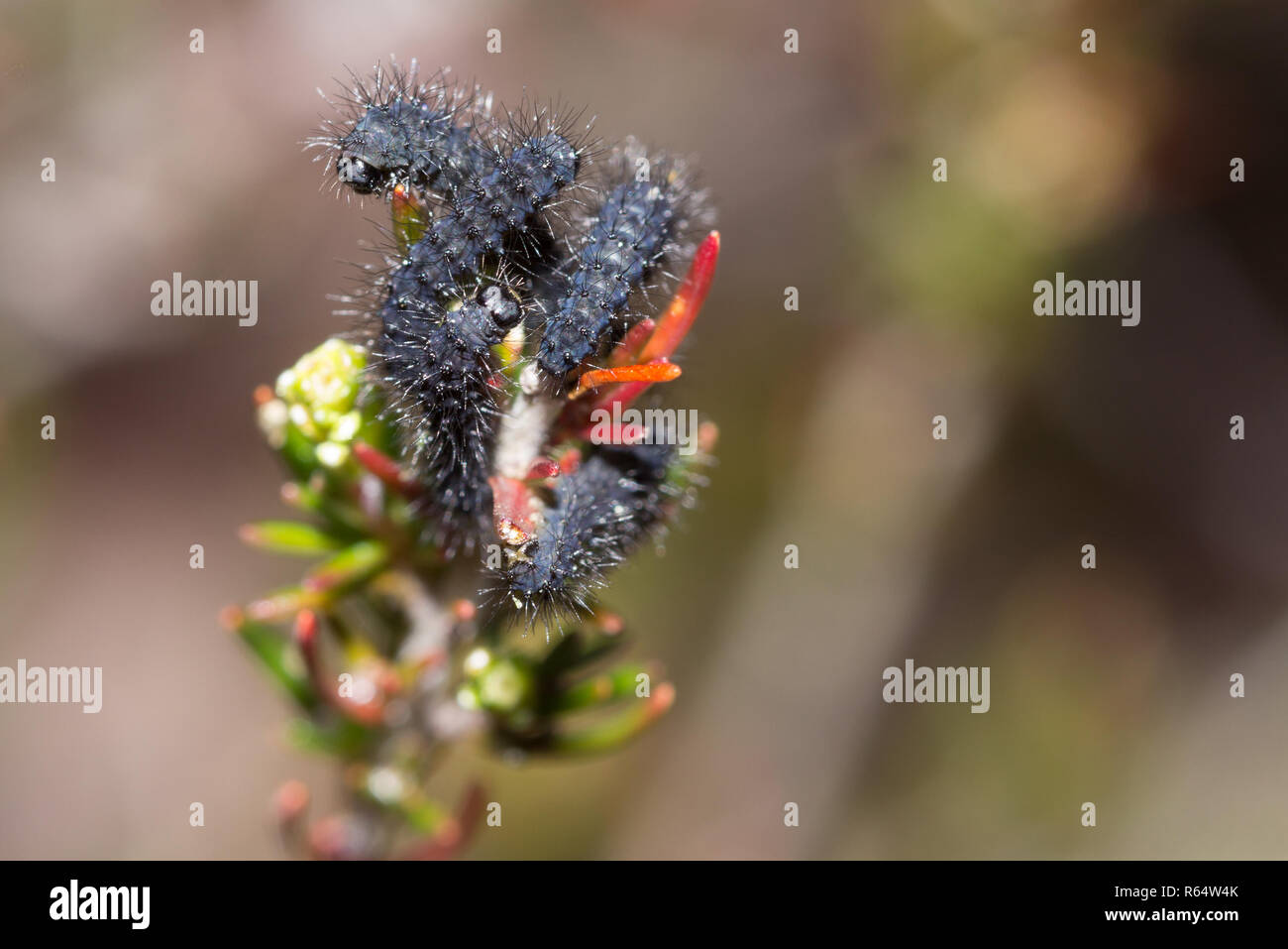 1st instar emperor moth caterpillars (Saturnia pavonia) on heather ...