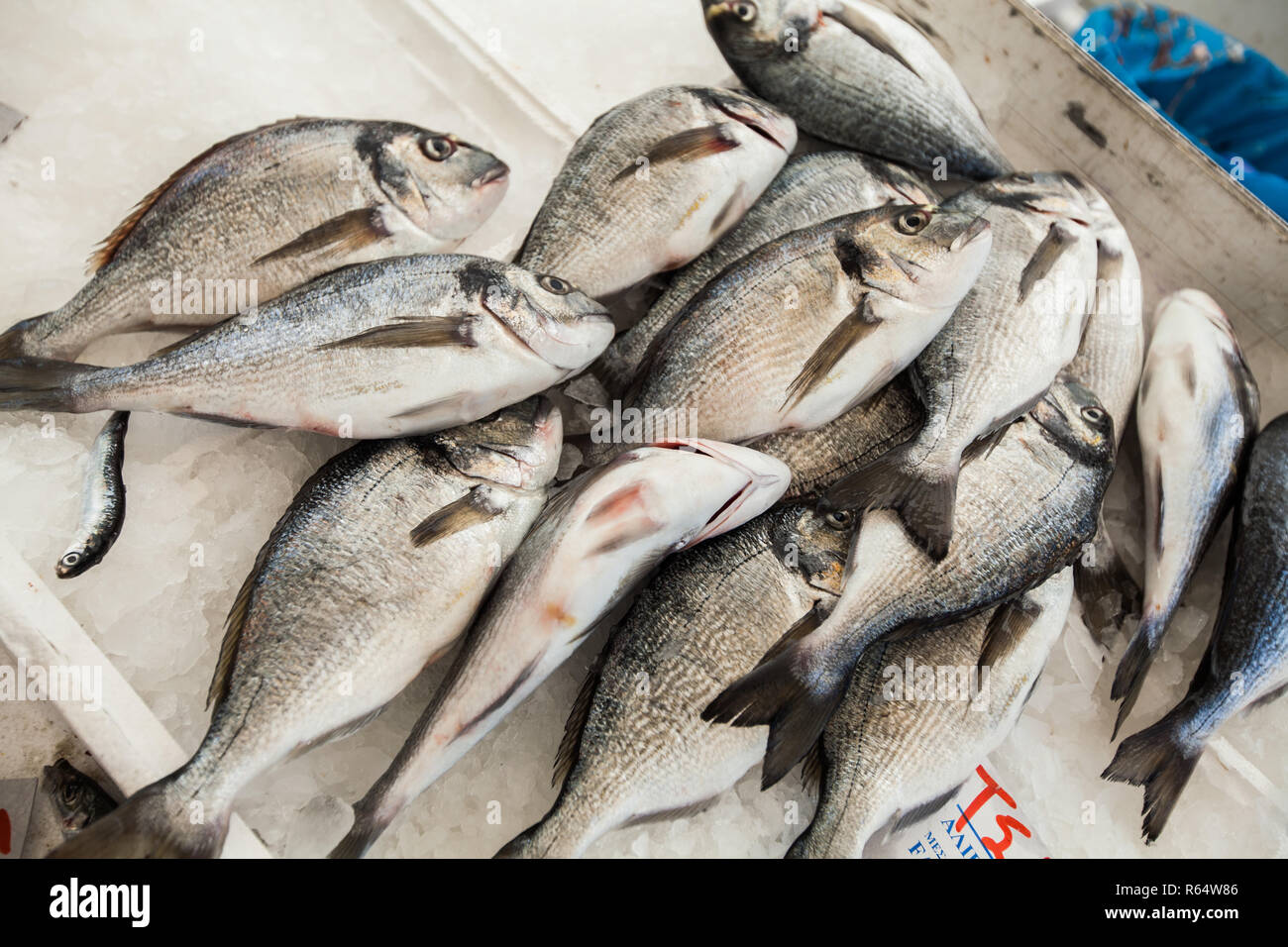 Fresh Sea fish bream Stock Photo - Alamy