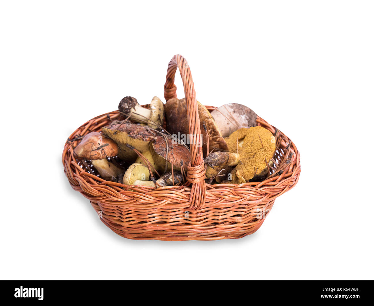Mushrooms in forest fall Cut Out Stock Images & Pictures - Alamy