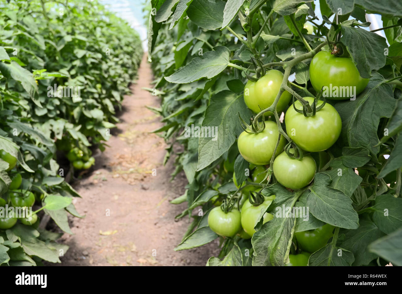 Growing tomatoes in greenhouse Stock Photo - Alamy