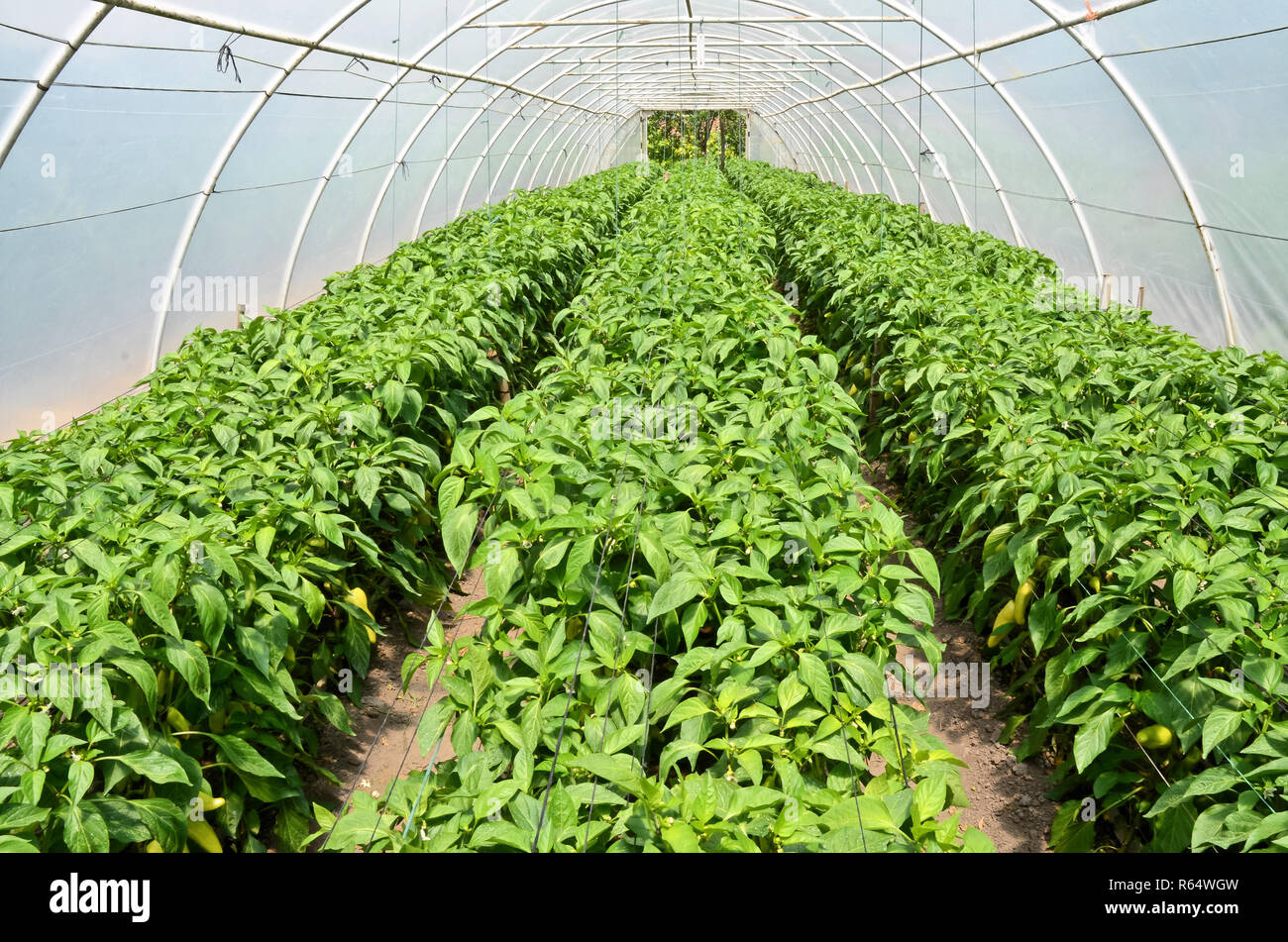 Vege veggies hi-res stock photography and images - Alamy