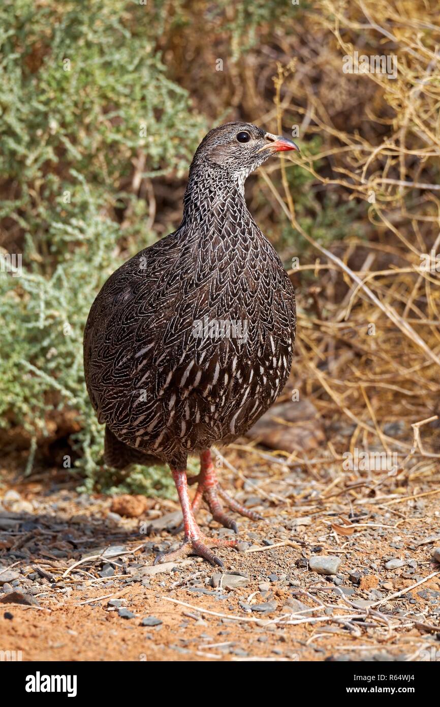 South africa cape spurfowl francolin hi-res stock photography and ...