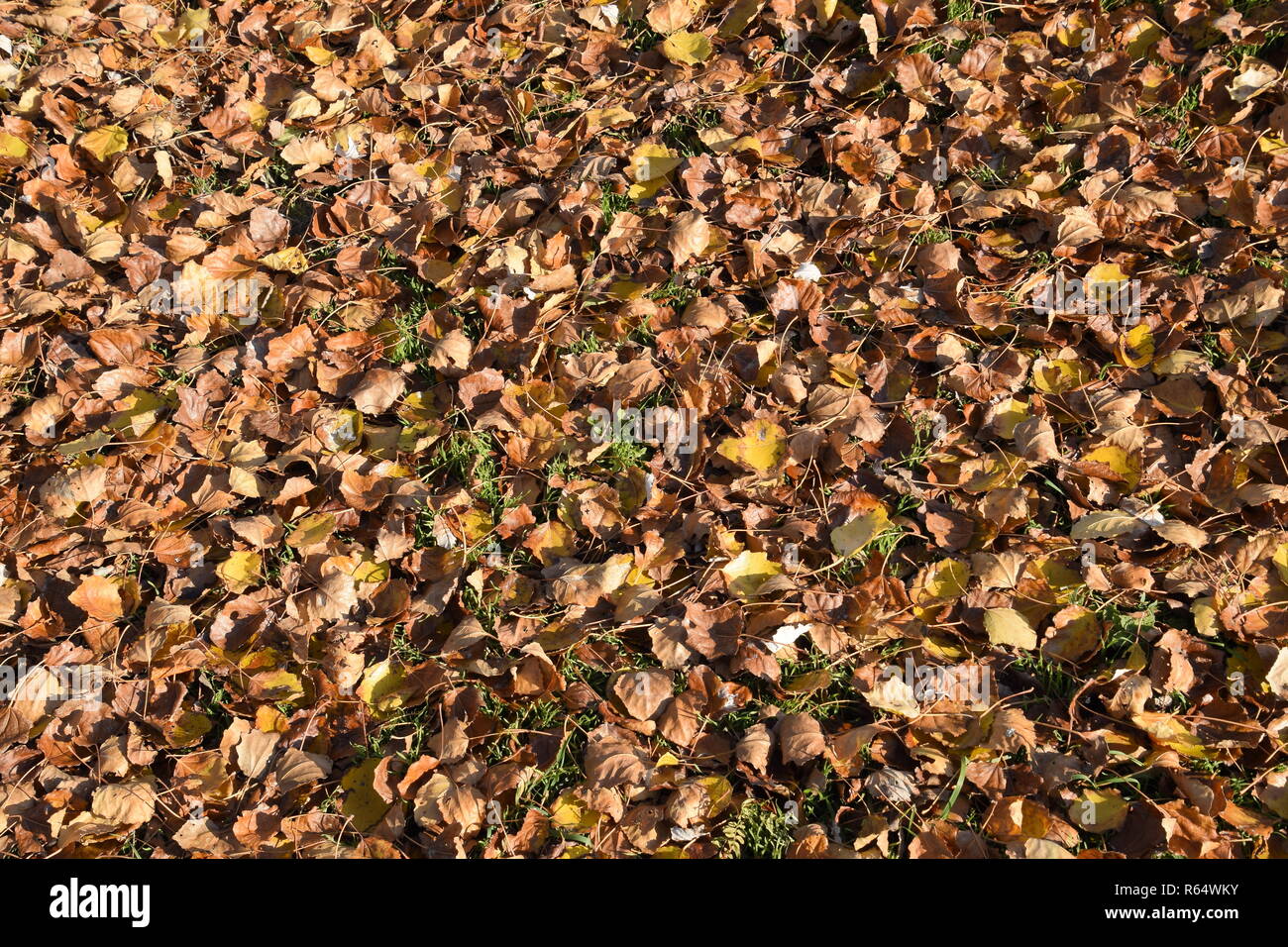 Golden ray elm tree hi-res stock photography and images - Alamy