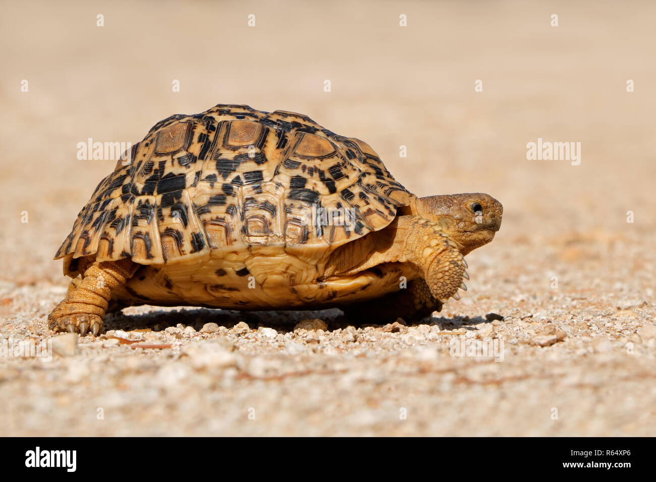 Leopard tortoise walking Stock Photo - Alamy