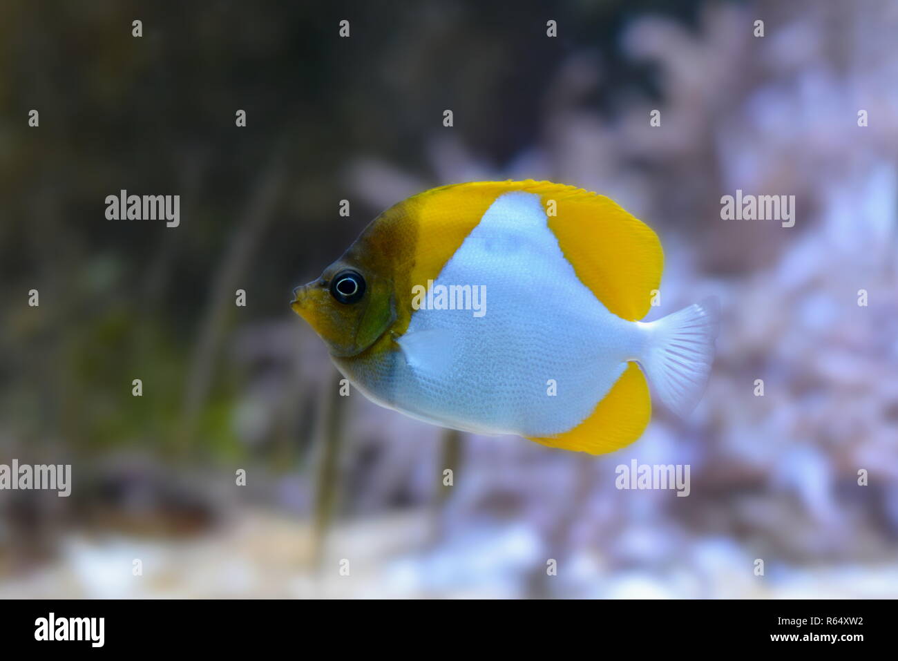 pacific fish in the coral reef Stock Photo - Alamy