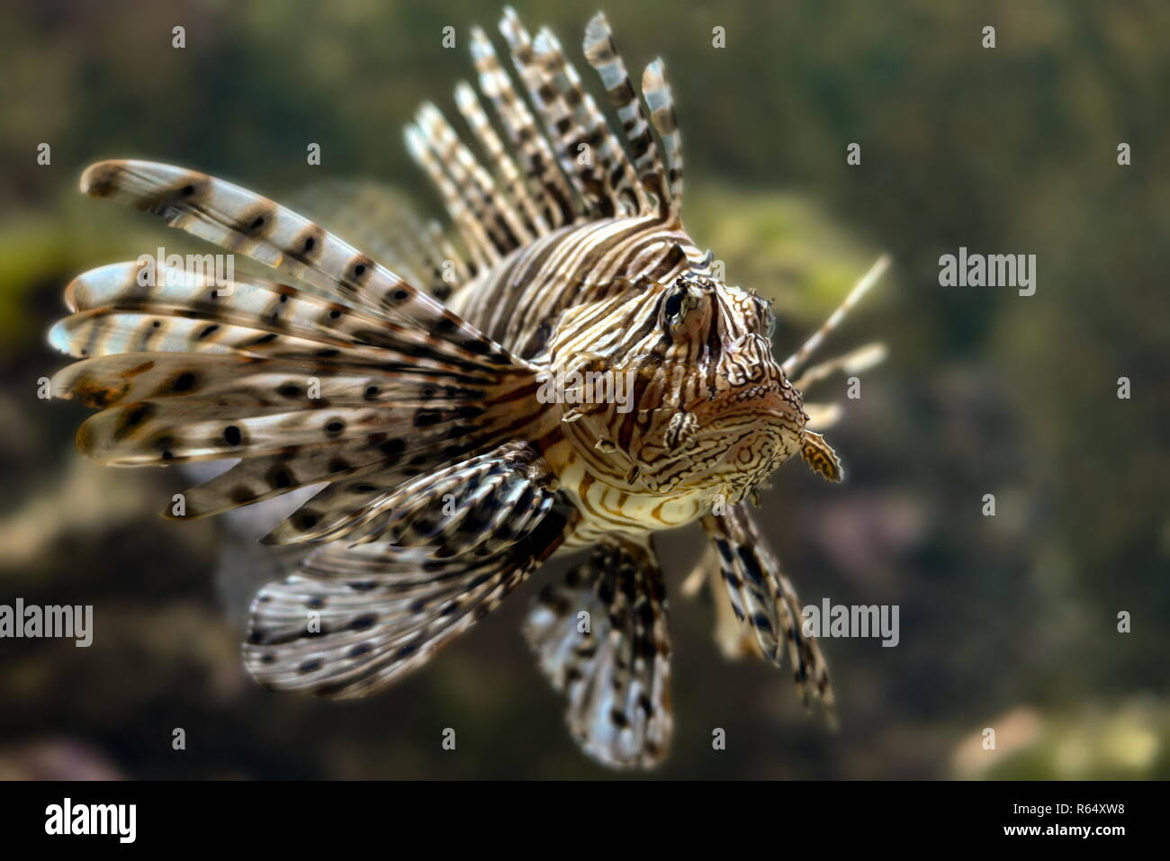 Perciformes percomorphaceae hi-res stock photography and images - Alamy