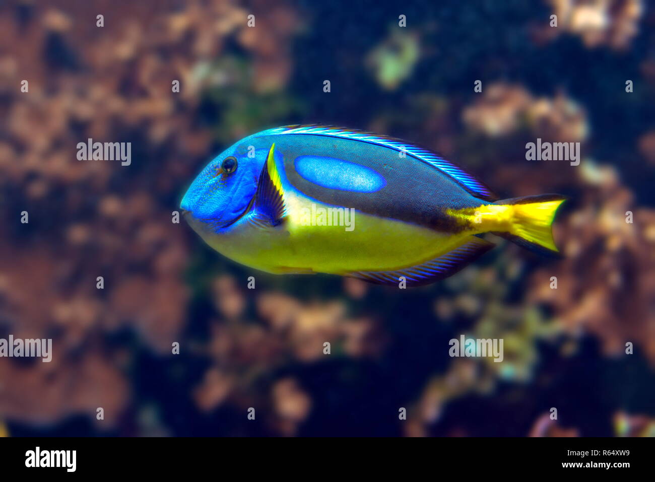 pacific fish in the coral reef Stock Photo - Alamy