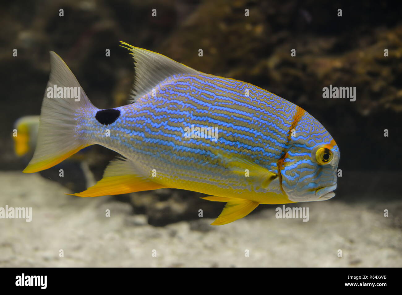 pacific fish in the coral reef Stock Photo - Alamy