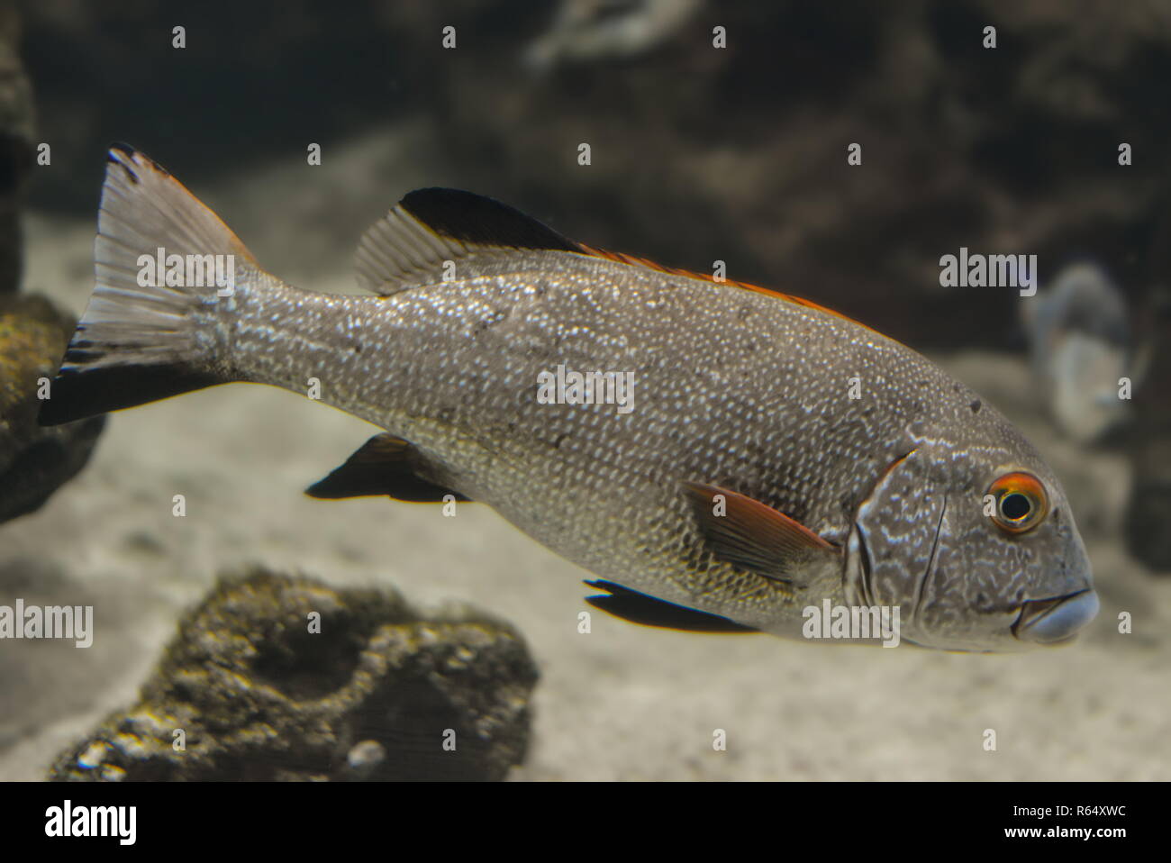 pacific fish in the coral reef Stock Photo - Alamy